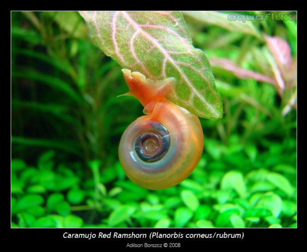 Planorbis - Plants & Shrimps